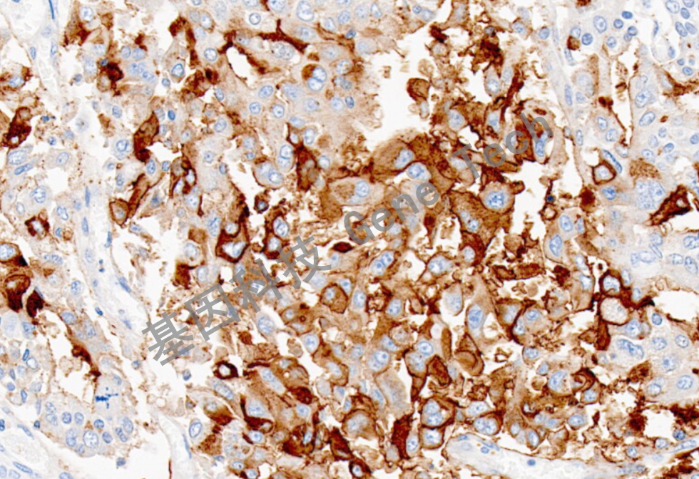 基因科技（上海）股份有限公司官网